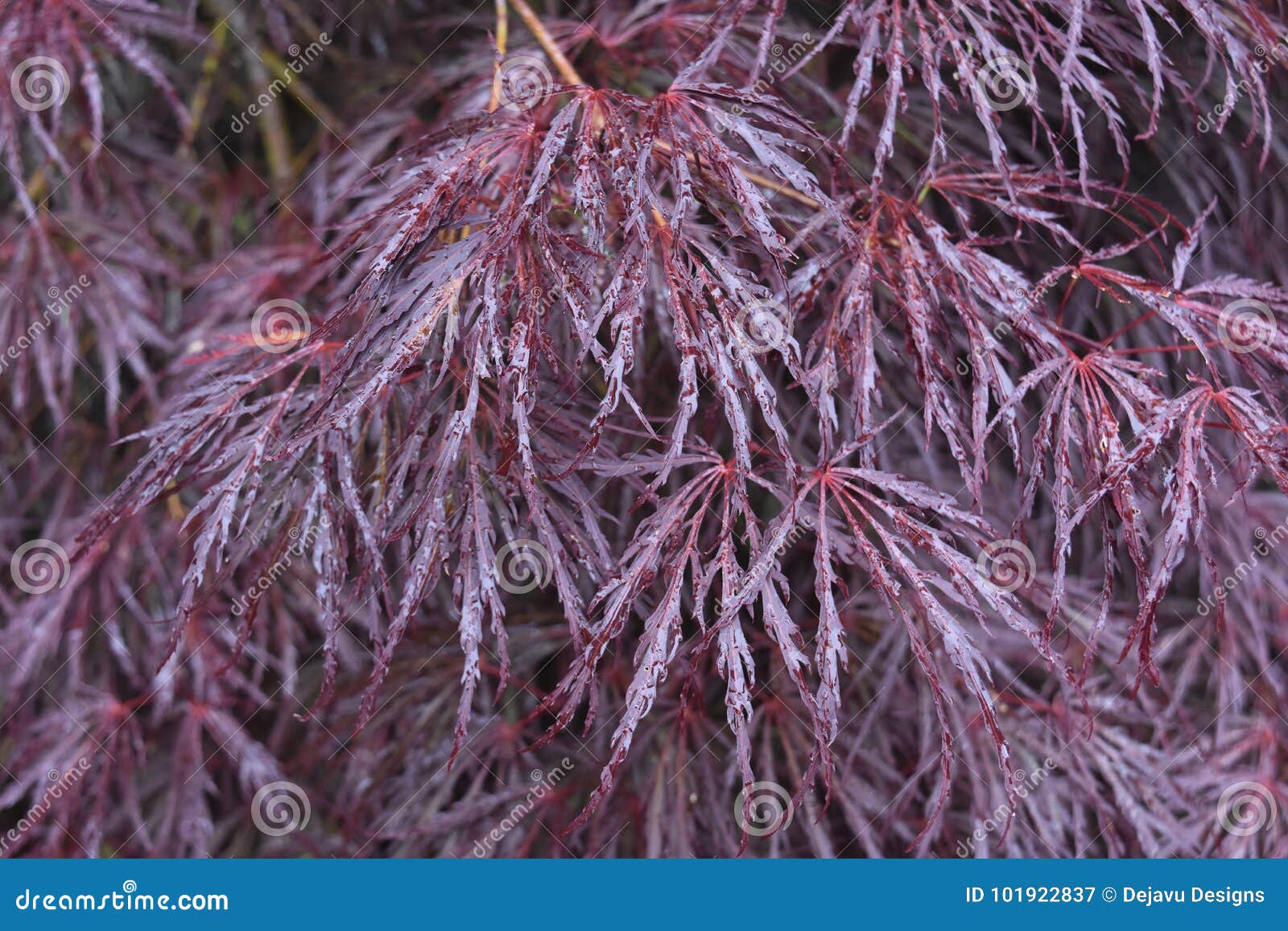 Captivating Red Split Leaf Japanese Maple in Nature Stock Image - Image ...