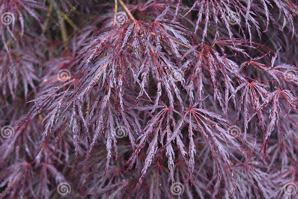 Captivating Red Split Leaf Japanese Maple in Nature Stock Image - Image ...