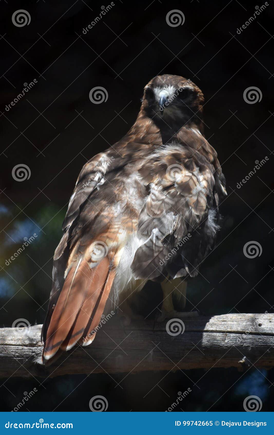 Captivating Red Tail Hawk Finding His New Target Stock Image - Image of ...
