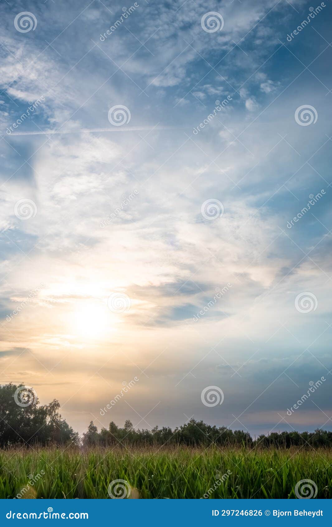 Veiled Sunset: Soft Light Over Corn Field Stock Photo - Image of ...
