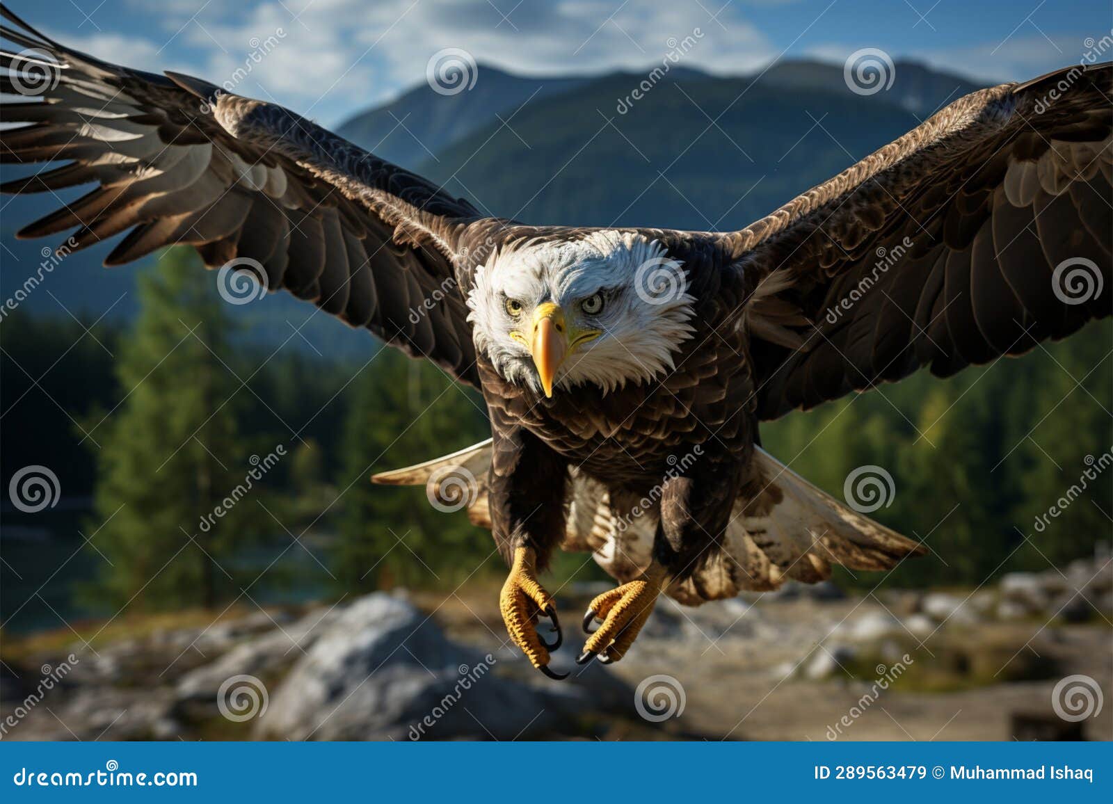 Captivating Sequences Eagles Close Up Mid Flight and Graceful Landing ...