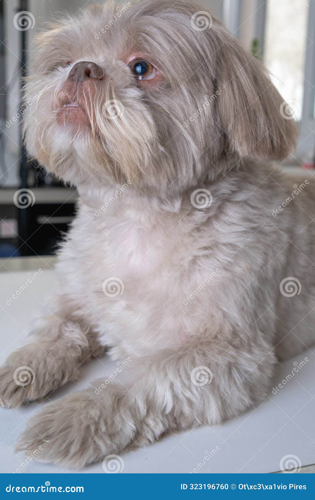 Captivating Shih Tzu Locking Eyes with the Camera. Mesmerizing Shih Tzu ...