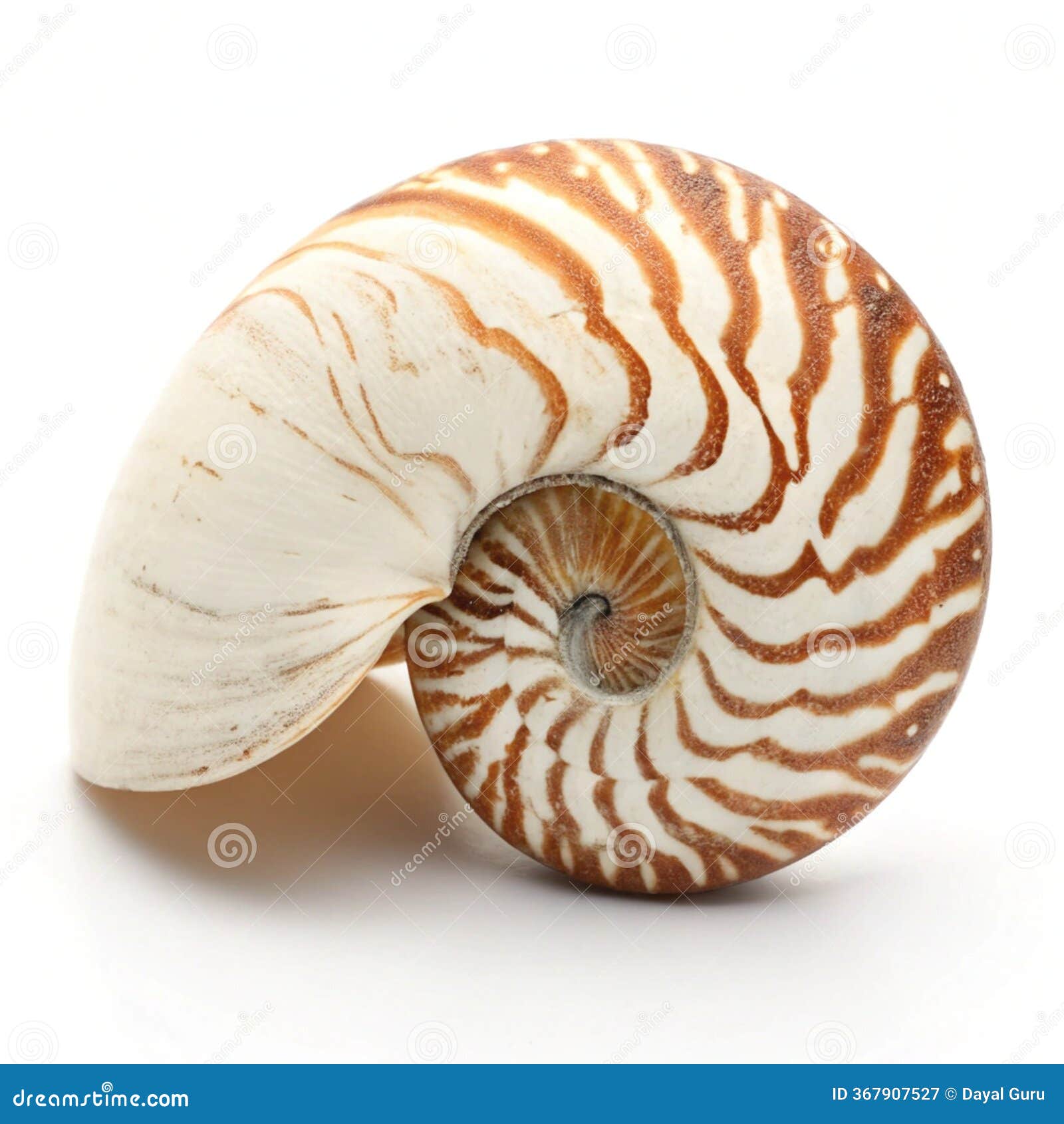 Captivating Side Isolated On White Background Stock Photography ...