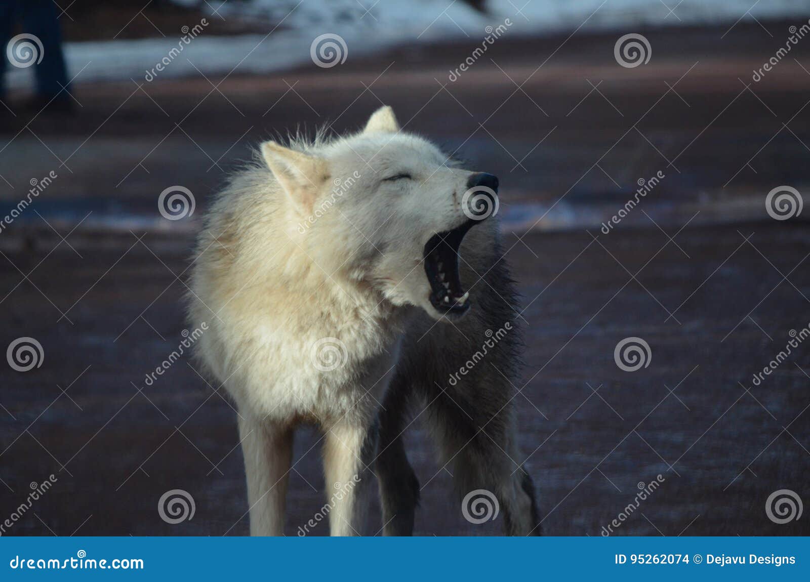 Captivating Small White Wolf on a Beach Stock Photo - Image of plains ...