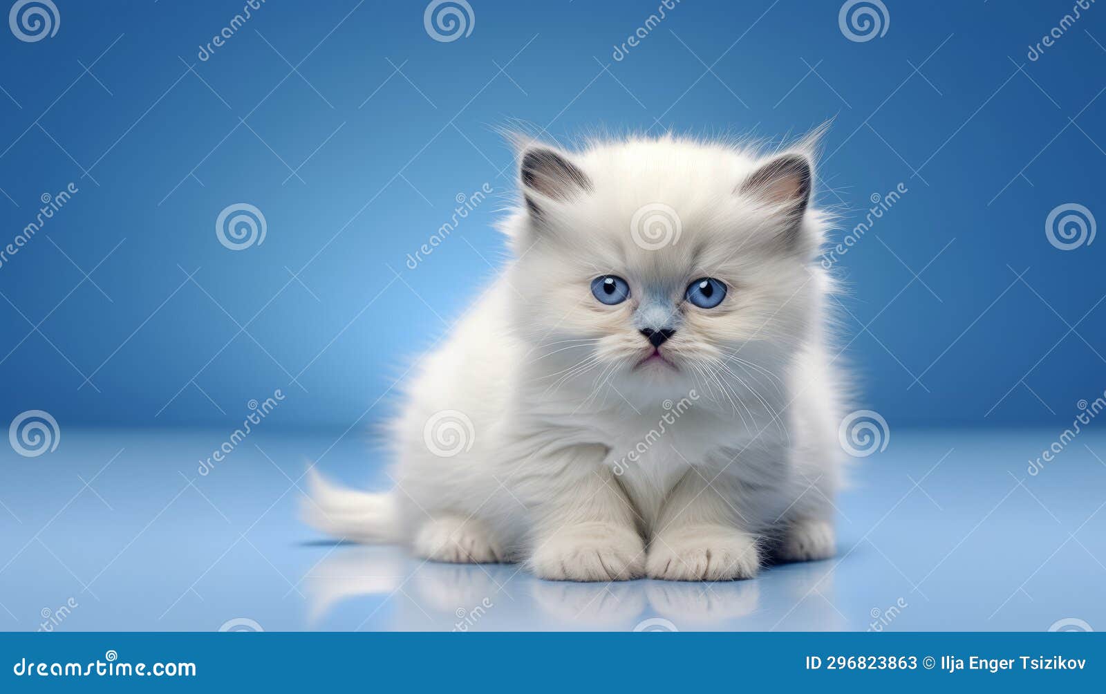 Irresistibly Cute Studio Portrait Of An Adorable Dog On An Isolated ...
