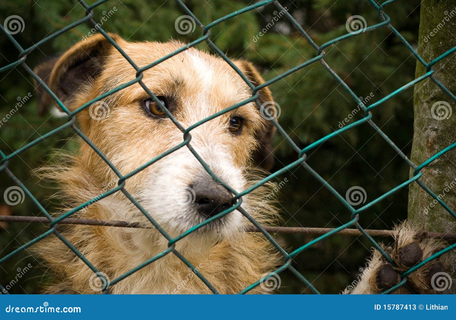 Captive. stock image. Image of captive, fence, cute, help - 15787413