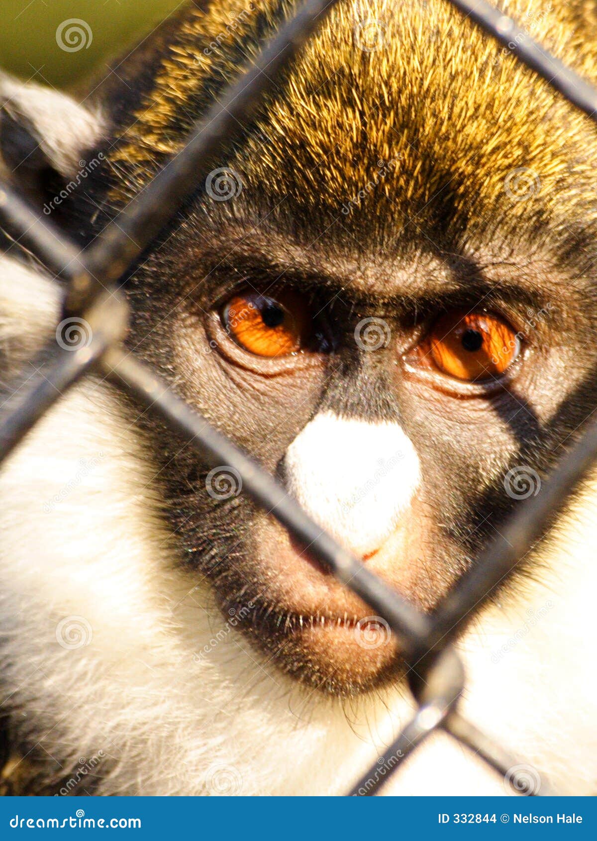 Captive Picture. Image: 332844