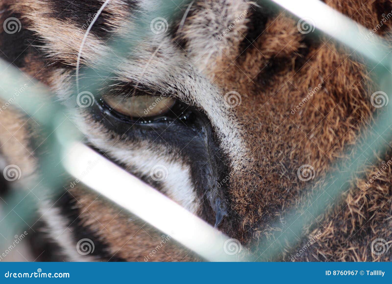 Captive stock image. Image of large, furious, captivity - 8760967