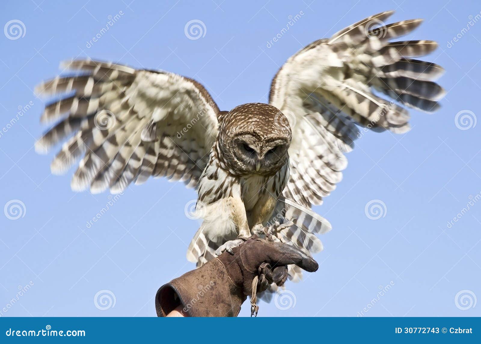 Captive Barn Owl stock image. Image of bird, wild, handler - 30772743