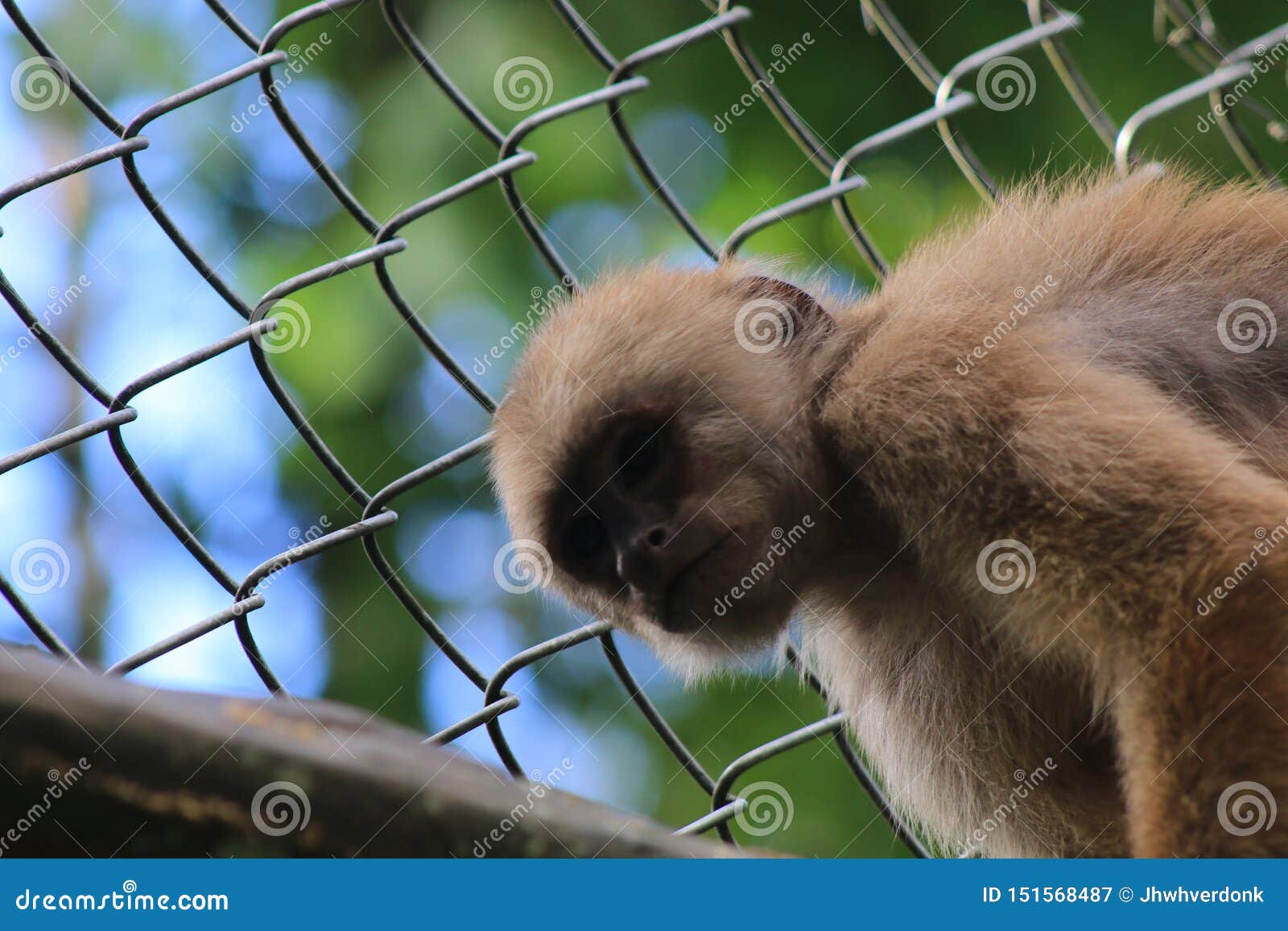 A Captive Capuchin Monkey, Cebus Albifrons, in a Cage with the Face ...
