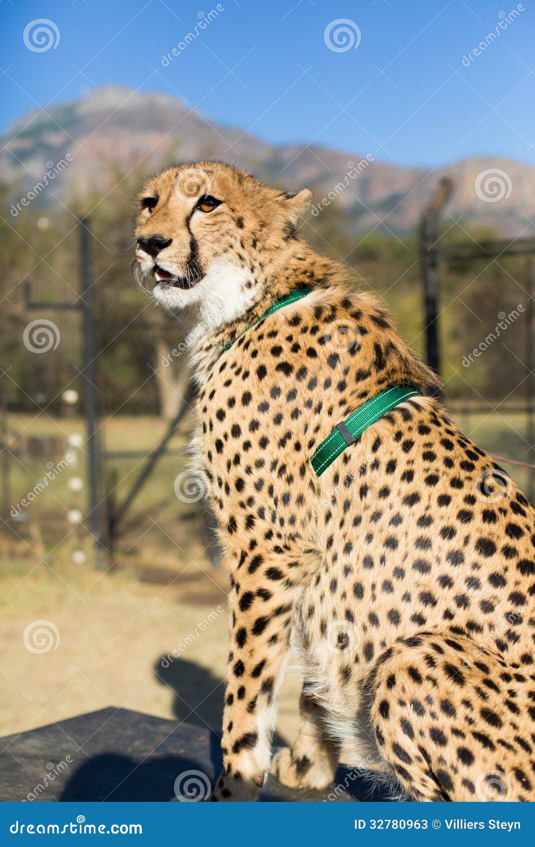 Captive cheetah stock image. Image of spots, captive - 32780963