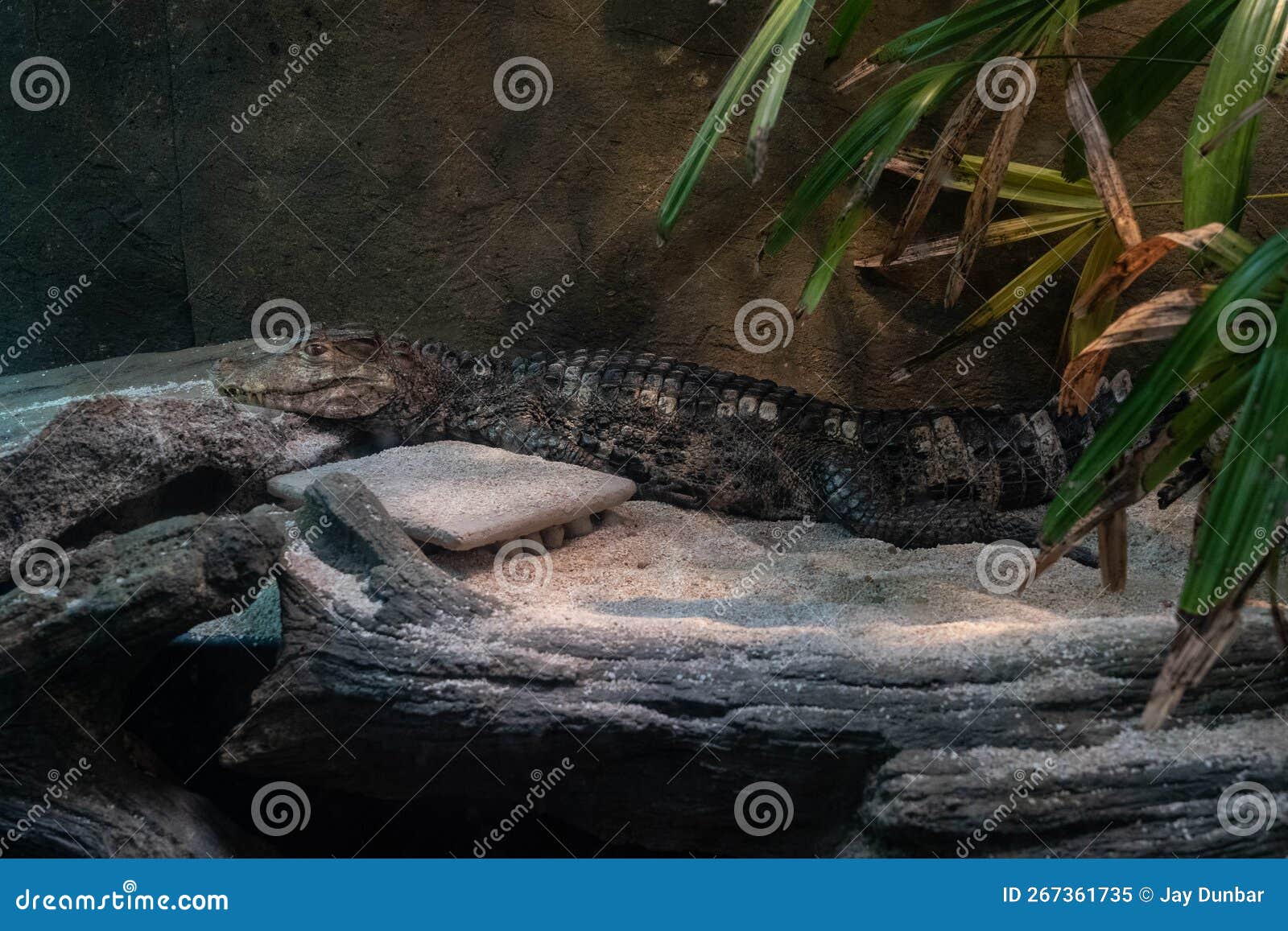 Cuvier`s Dwarf Caiman Paleosuchus Palpebrosus. Royalty-Free Stock ...