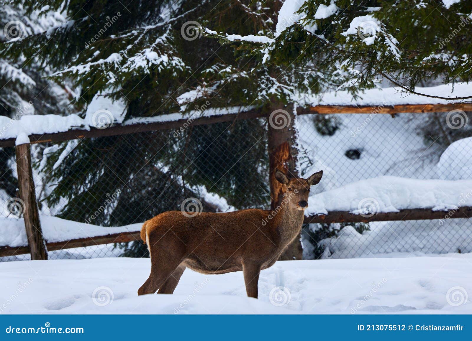 Captive deer in a yard stock photo. Image of forest - 213075512
