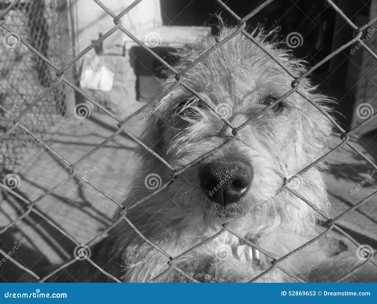 Captive stock image. Image of black, contrysideday, captive - 52869653
