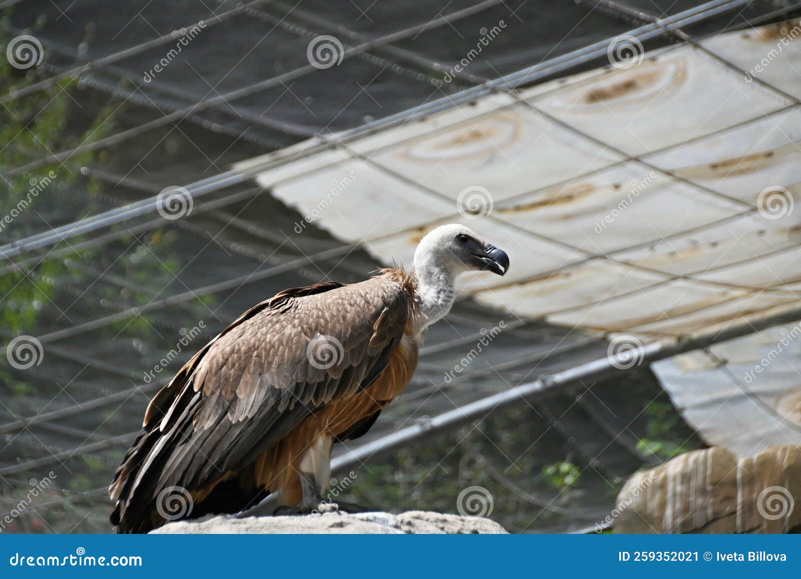 Captive Griffon Vulture-white Head Editorial Photo - Image of chordates ...