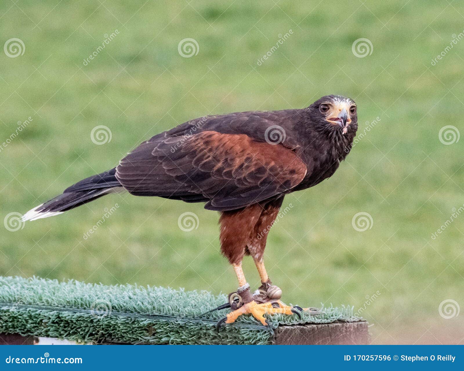 Captive Harris Falcon Poses for the Croud Stock Photo - Image of ...