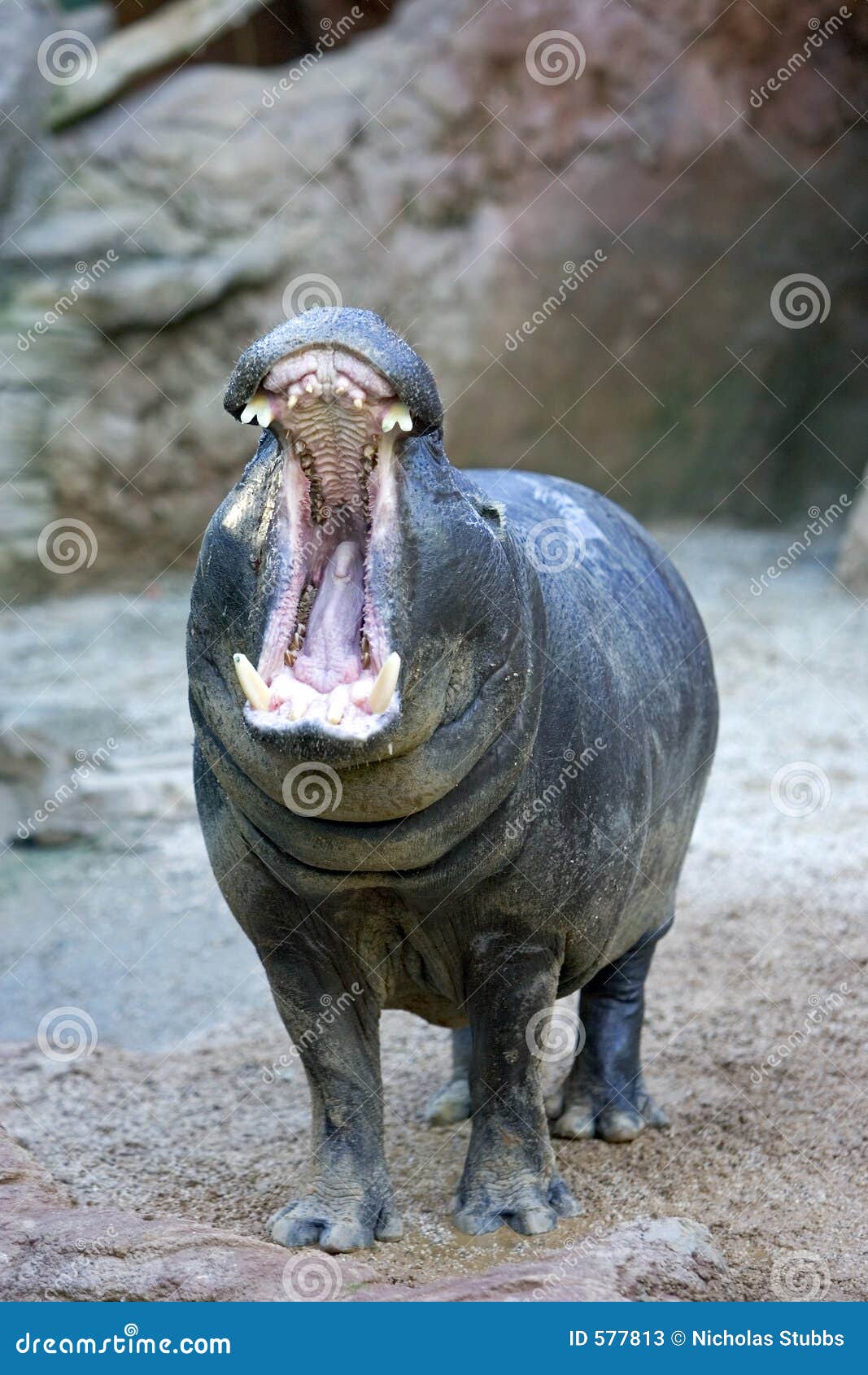 Captive Hippopotamus Yawning or Roaring in a Spanish Zoo Stock Image ...