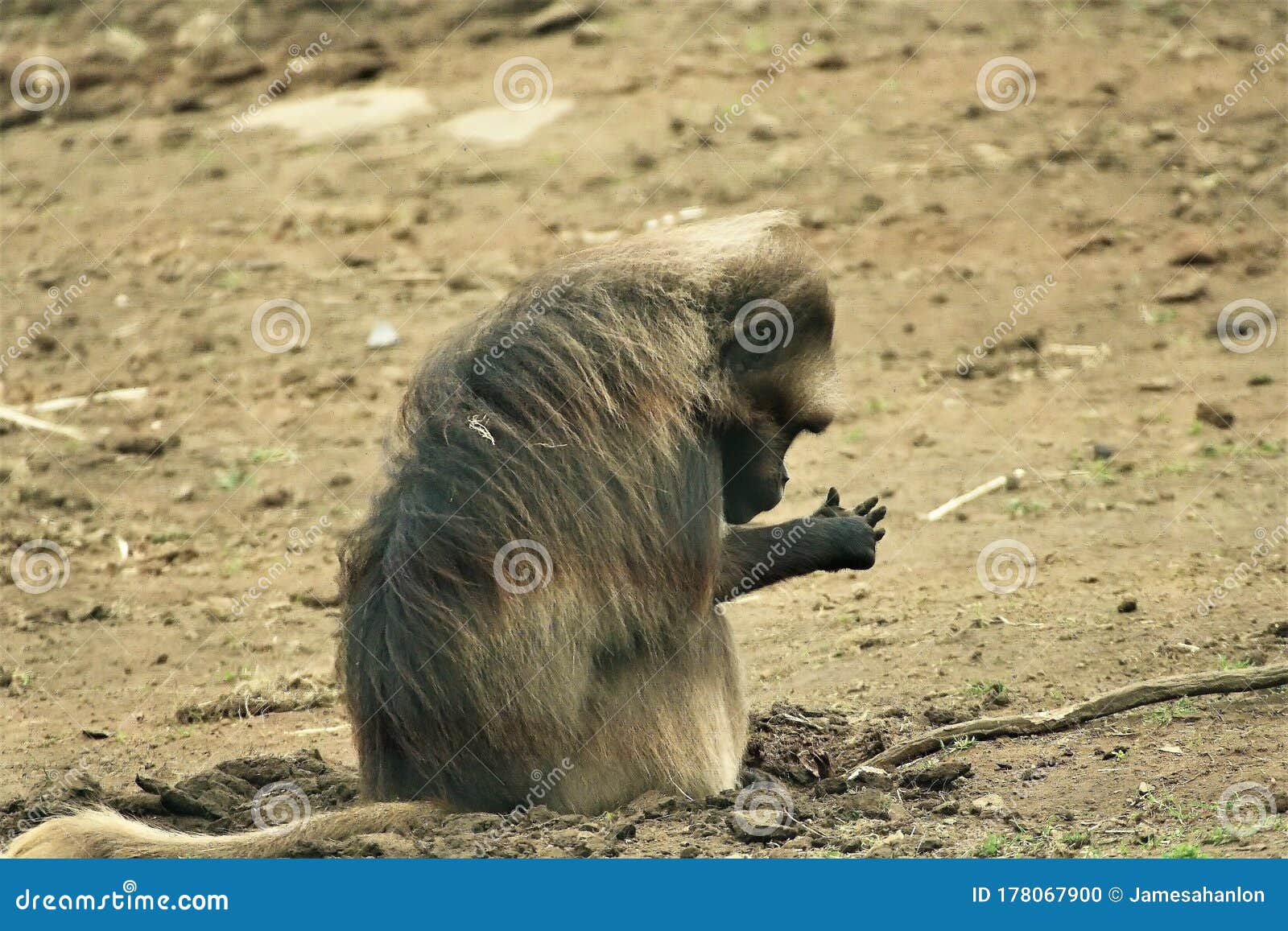 Gelada Baboon Theropithecus Gelada Stock Photo - Image of hands, mammal ...