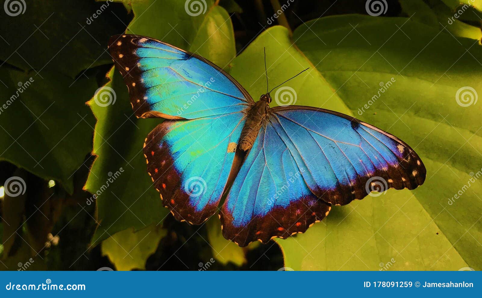 Morpho sp stock image. Image of lepidoptera, zoology - 178091259