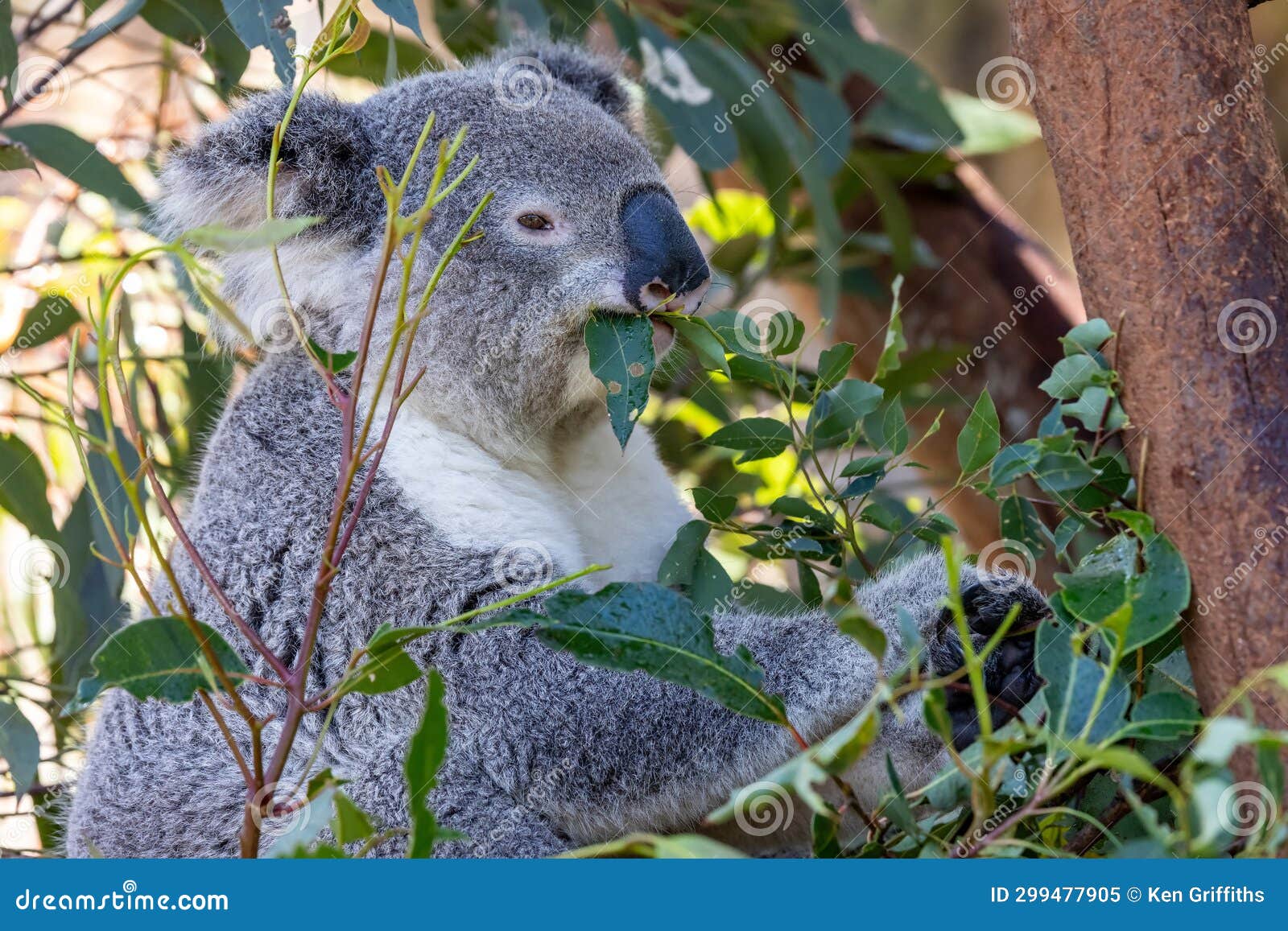Koala feeding stock image. Image of feeding, mammal - 299477905