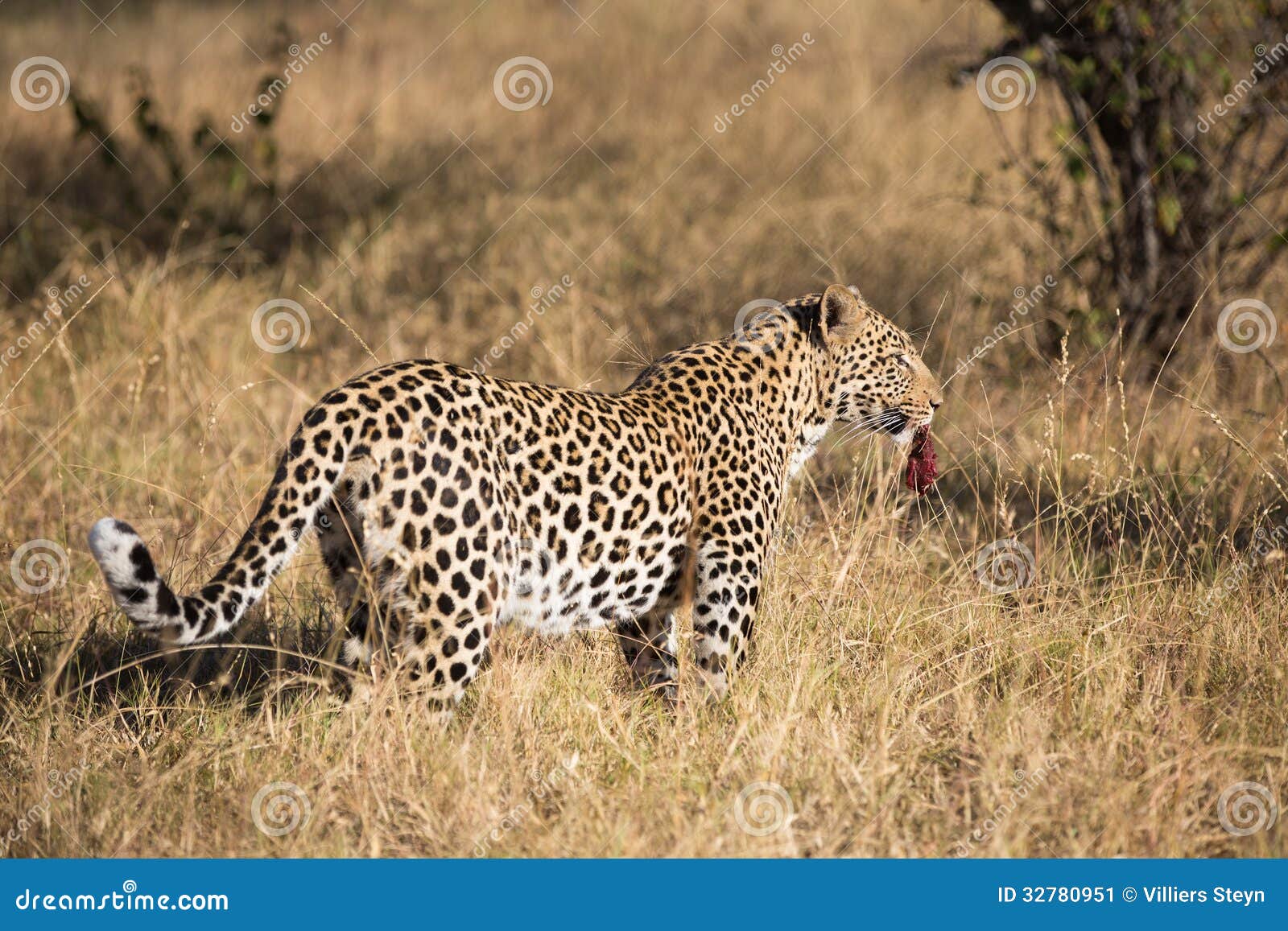 Captive leopard stock image. Image of meat, south, piece - 32780951
