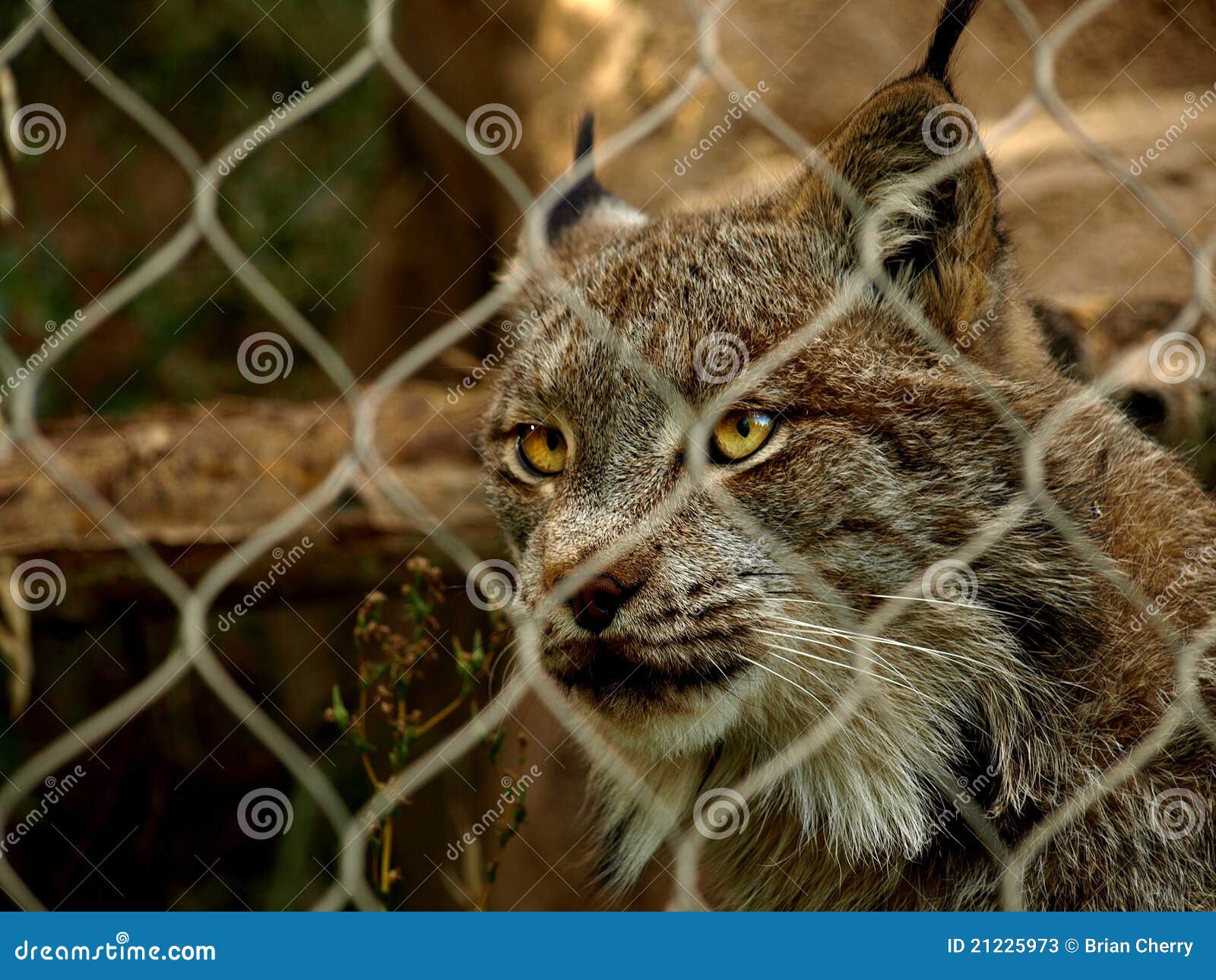 Captive Lynx stock image. Image of lynx, yellow, captive - 21225973 Captive Lynx stock image. Image of lynx, yellow, captive - 21225973