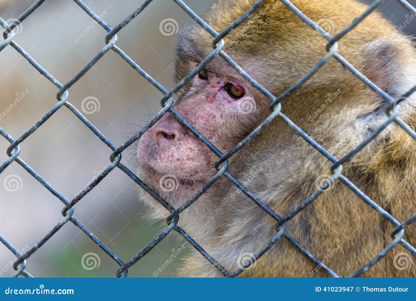 Captive macaque monkey stock image. Image of furry, freedom - 41023947