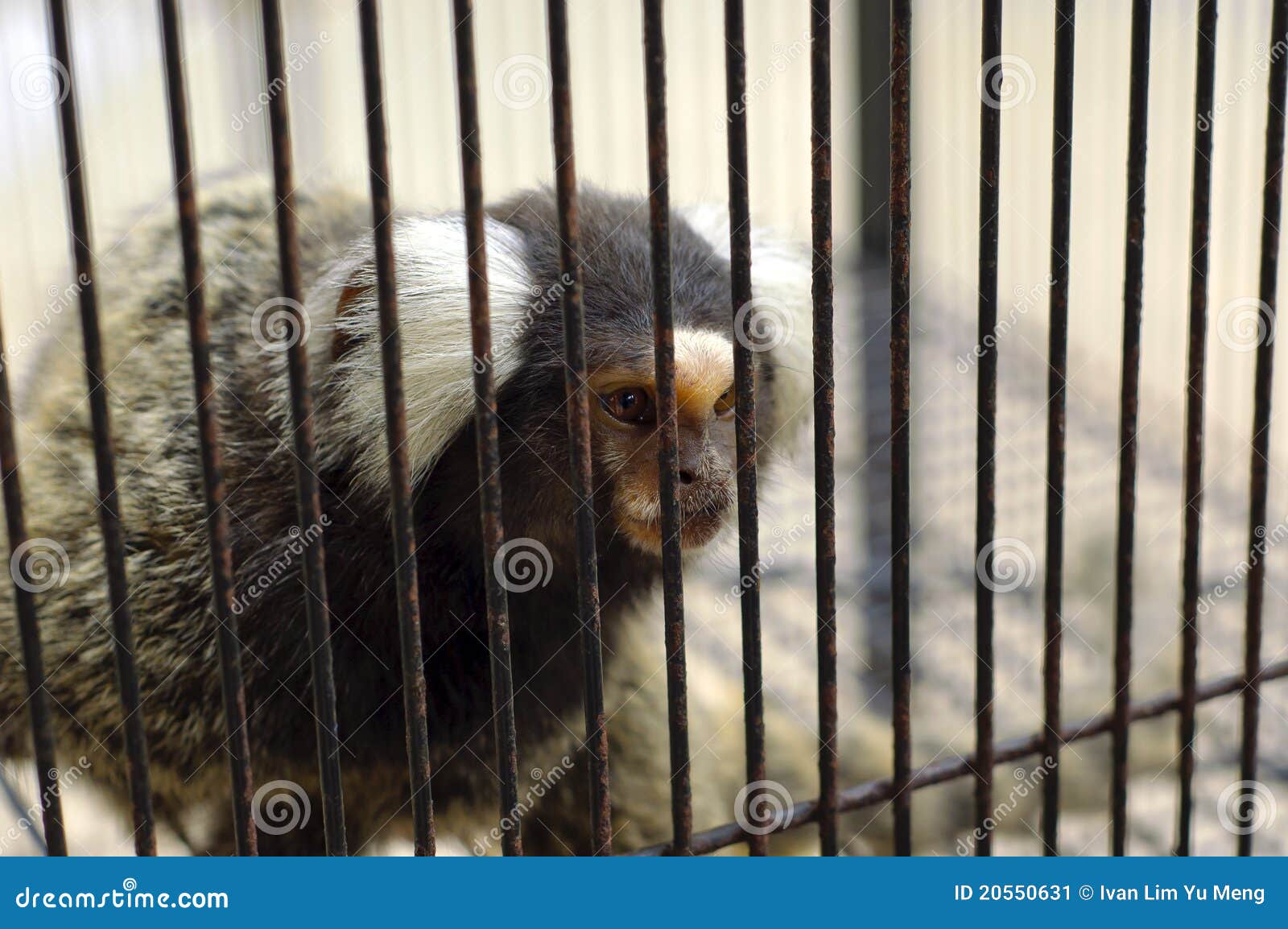 The captive monkey stock image. Image of primate, cage - 20550631