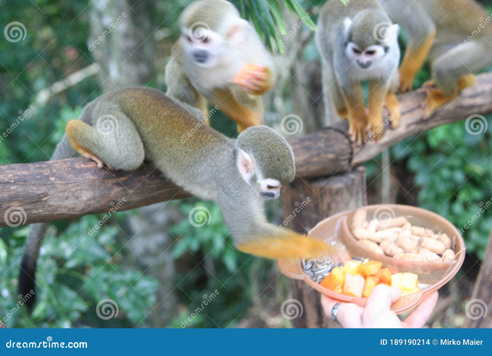 Captive Monkey Inside a Cage Stock Photo - Image of inside, hairy ...