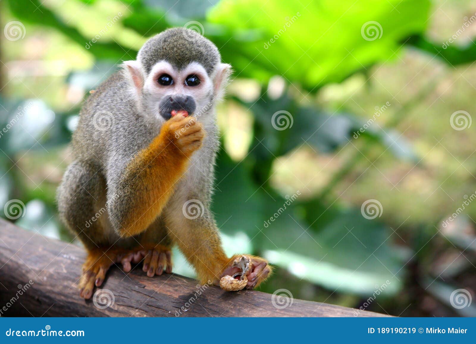 Captive Monkey Inside a Cage Stock Image - Image of hairy, cute: 189190219