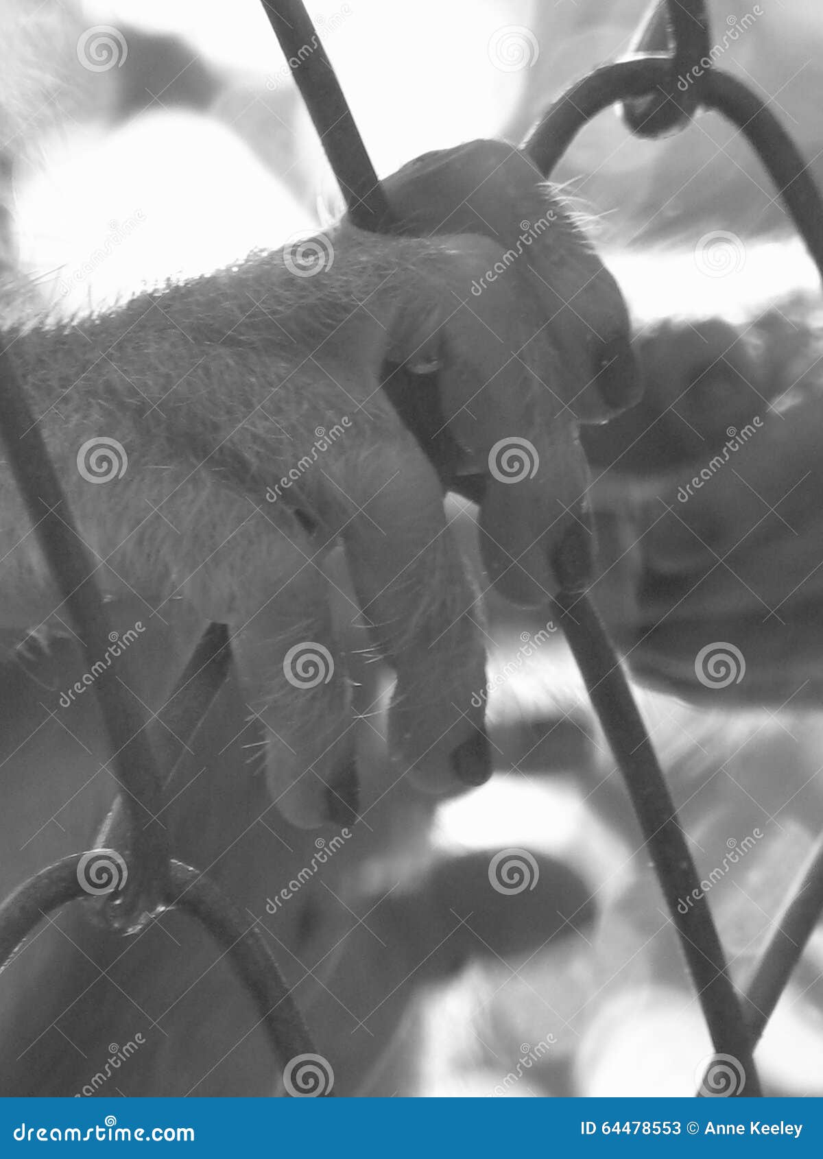 Captive monkey stock image. Image of captivity, monkey - 64478553