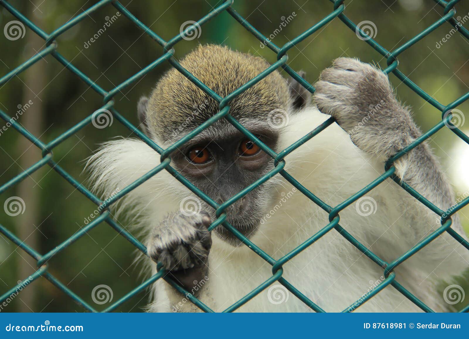 Captive monkey stock image. Image of sadness, captivity - 87618981