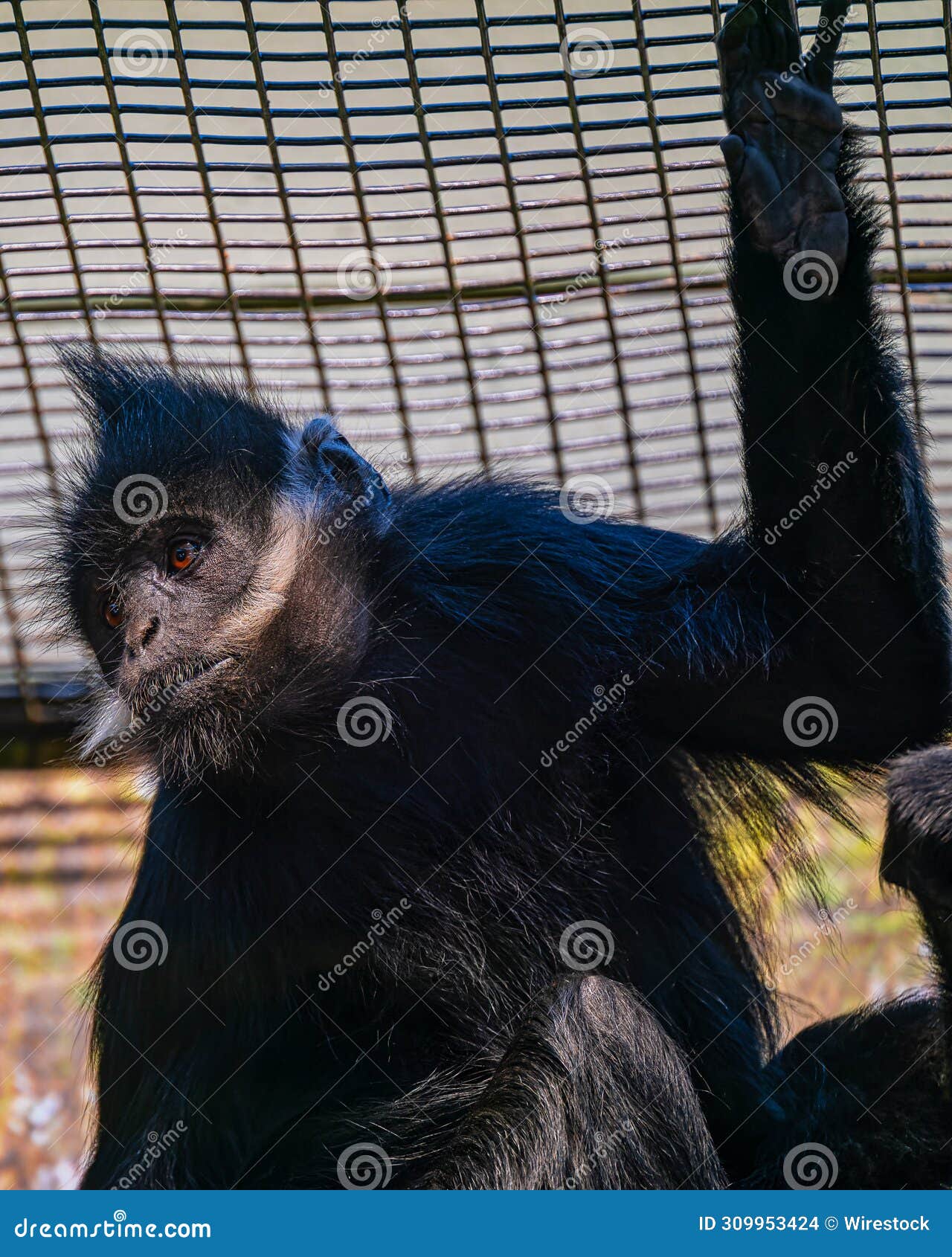 Captive Monkey Stock Photo | CartoonDealer.com #32575734