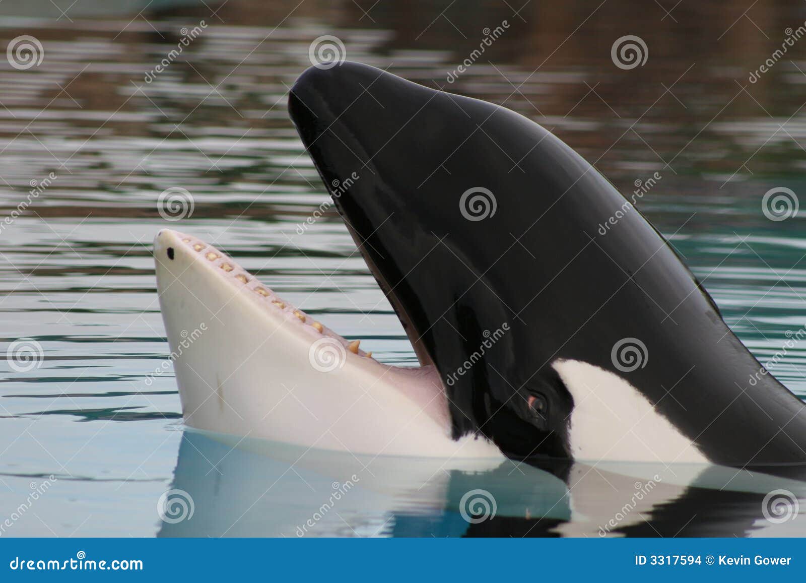 Captive orca stock photo. Image of black, orca, whale - 3317594