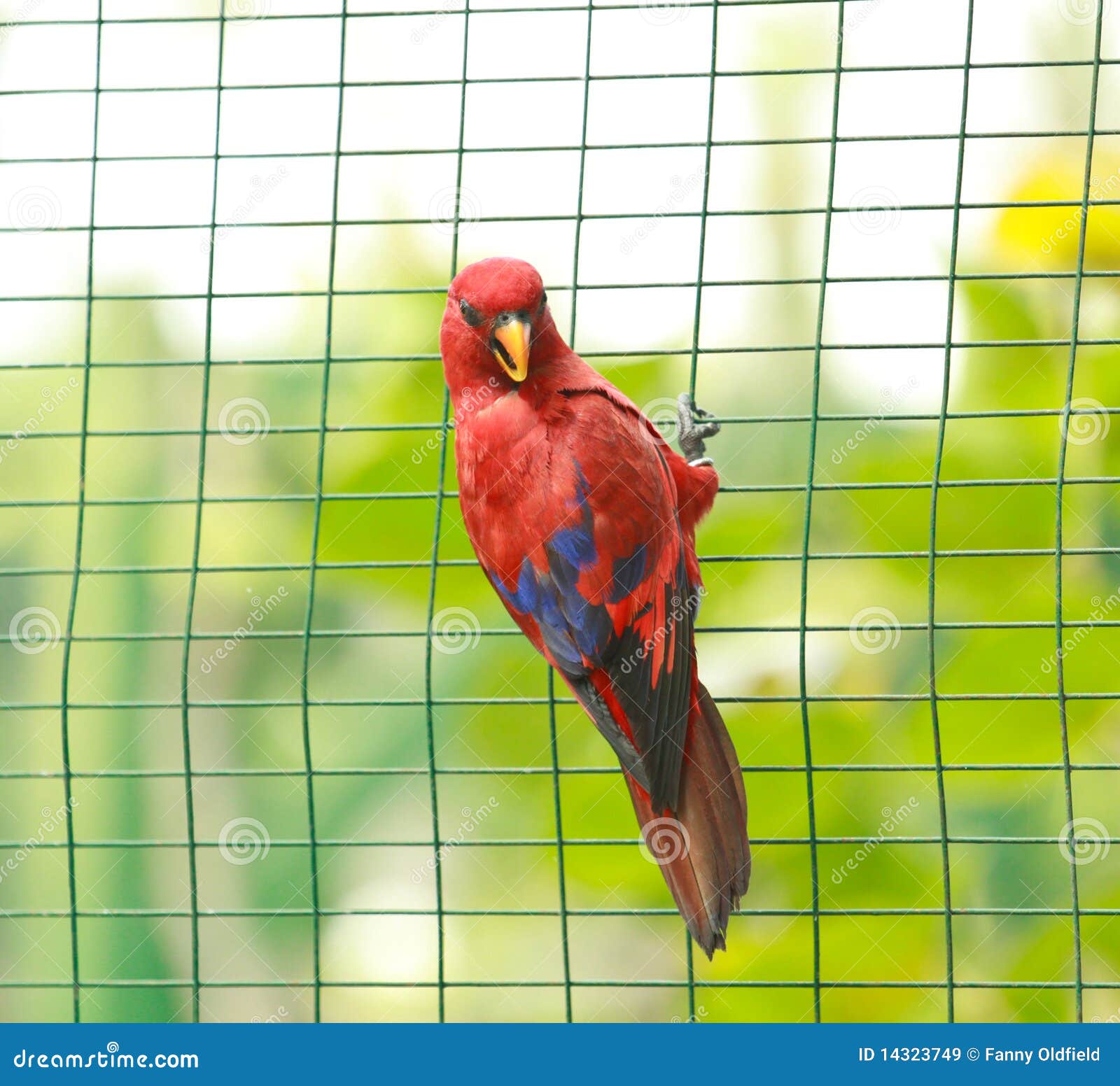 Captive parakeet stock image. Image of tropical, bird - 14323749