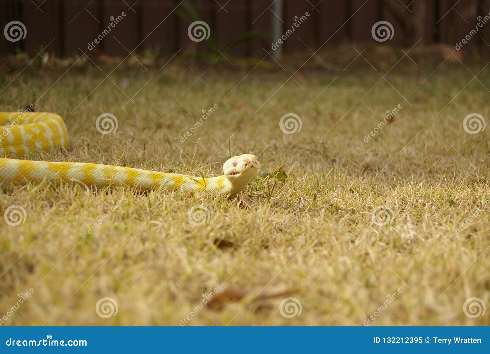 Captive pet Albino python stock image. Image of predator - 132212395