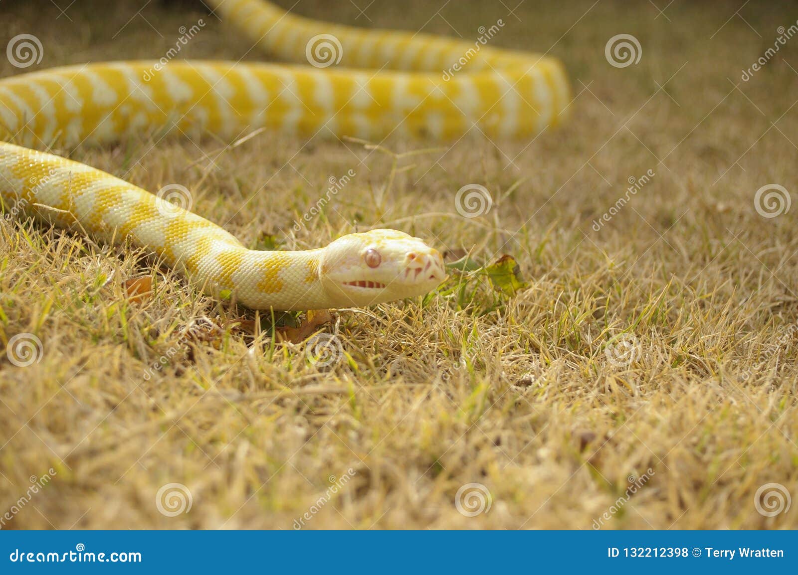 Captive pet Albino python stock photo. Image of australia - 132212398