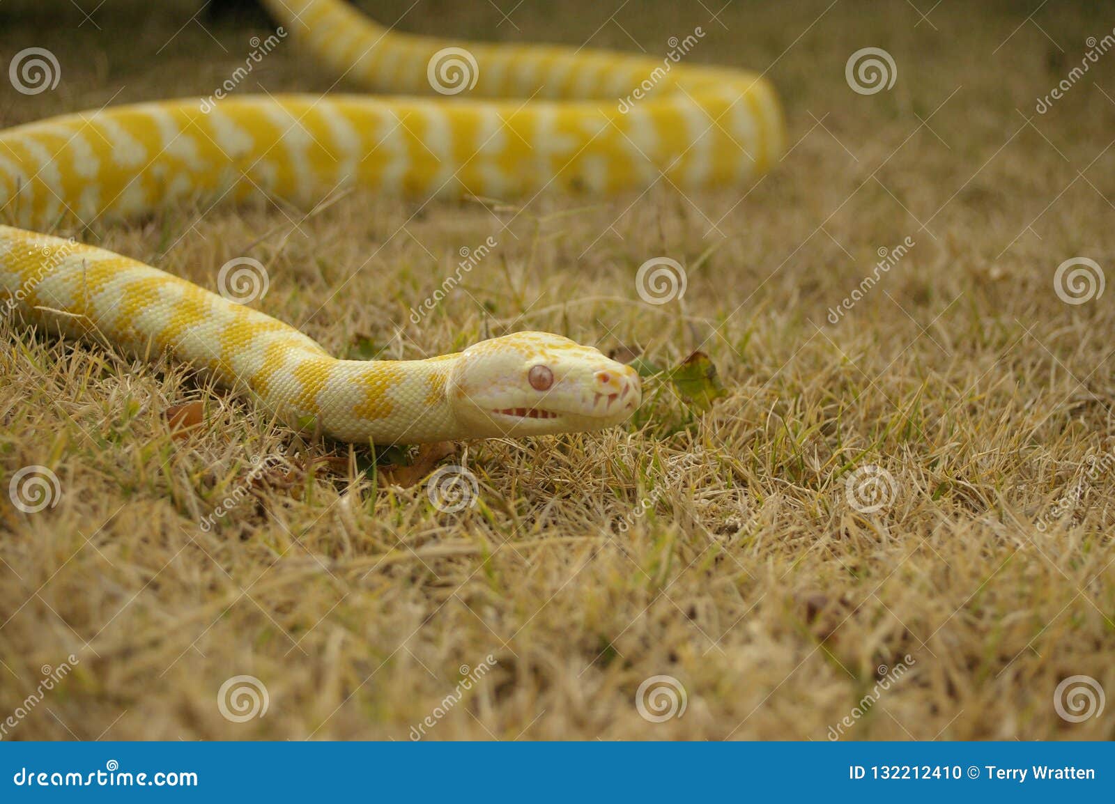 Captive pet Albino python stock photo. Image of reptile - 132212410