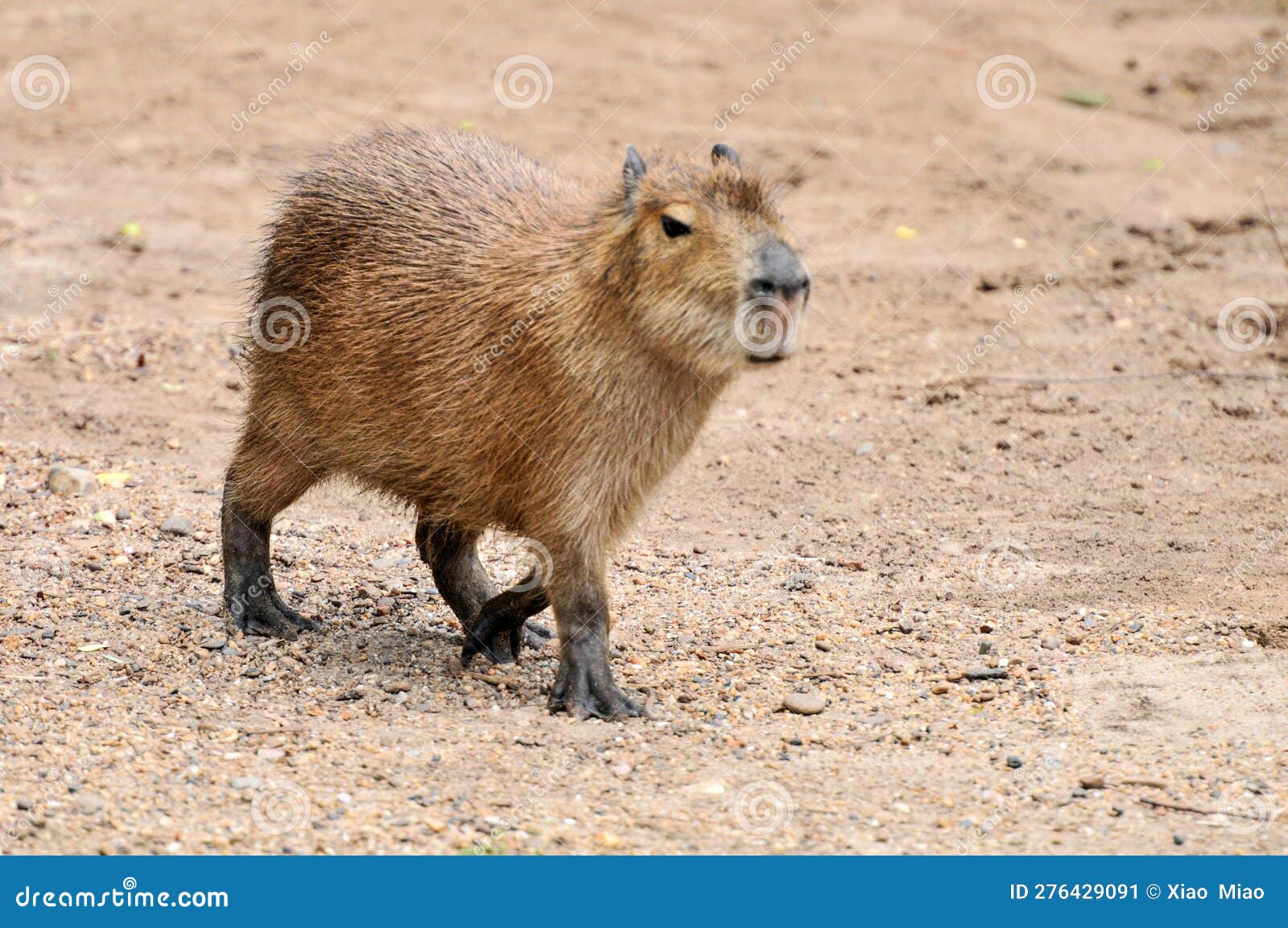 The Captive Pufferfish?capybara Feed in a Pen Stock Image - Image of ...