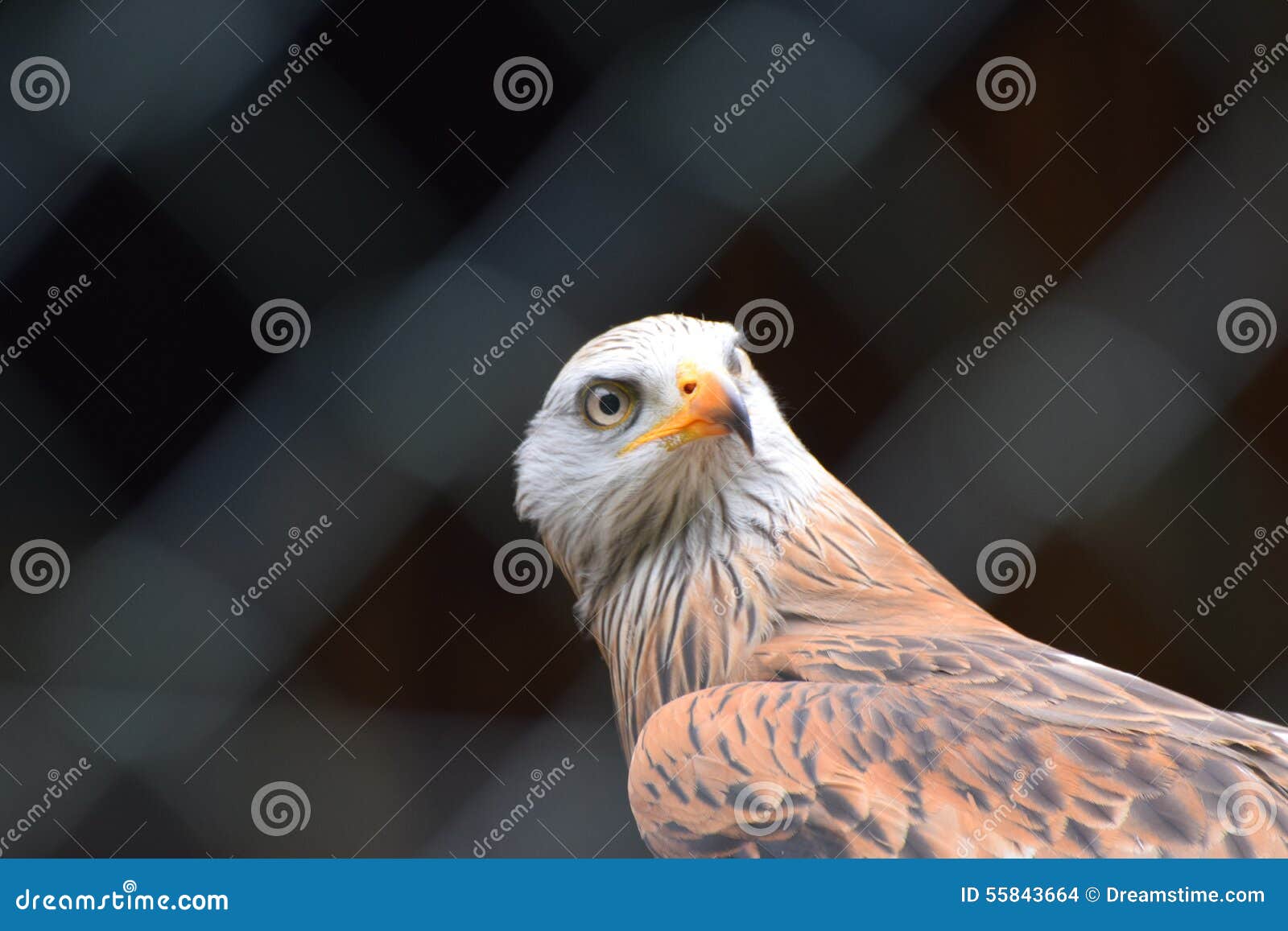 Captive Red Kite in Cage stock photo. Image of sharp - 55843664