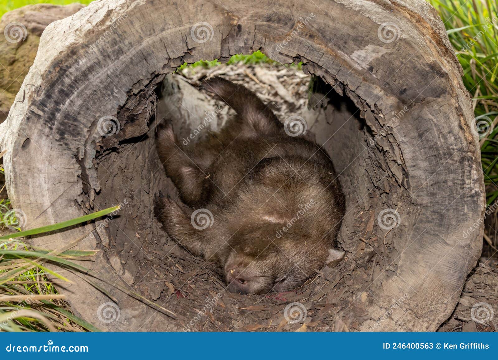 Captive Sleeping Common Wombat Stock Image - Image of nocturnal ...