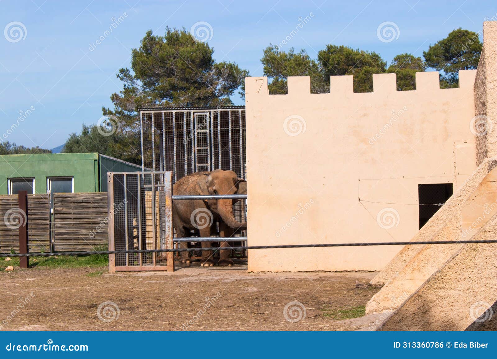 Captive Sorrow: Elephant Behind Bars Stock Photo - Image of sorrow ...