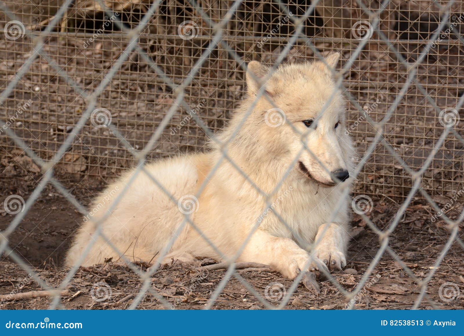 Captive White Wolf Looks through the Chain Link Fence Stock Image ...