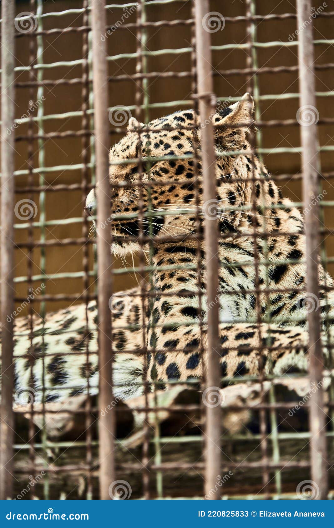 Captive animals stock image. Image of wildlife, animal - 220825833