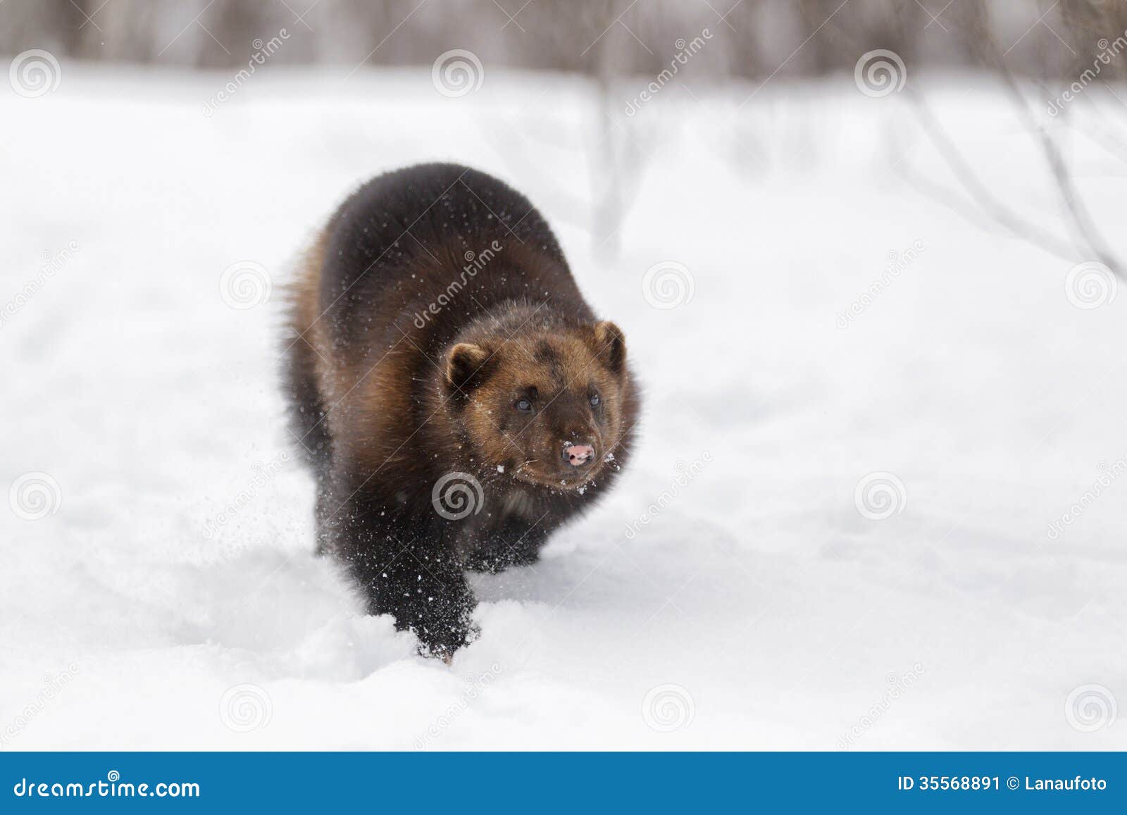 Captive Wolverin stock image. Image of mustelidae, mammal - 35568891