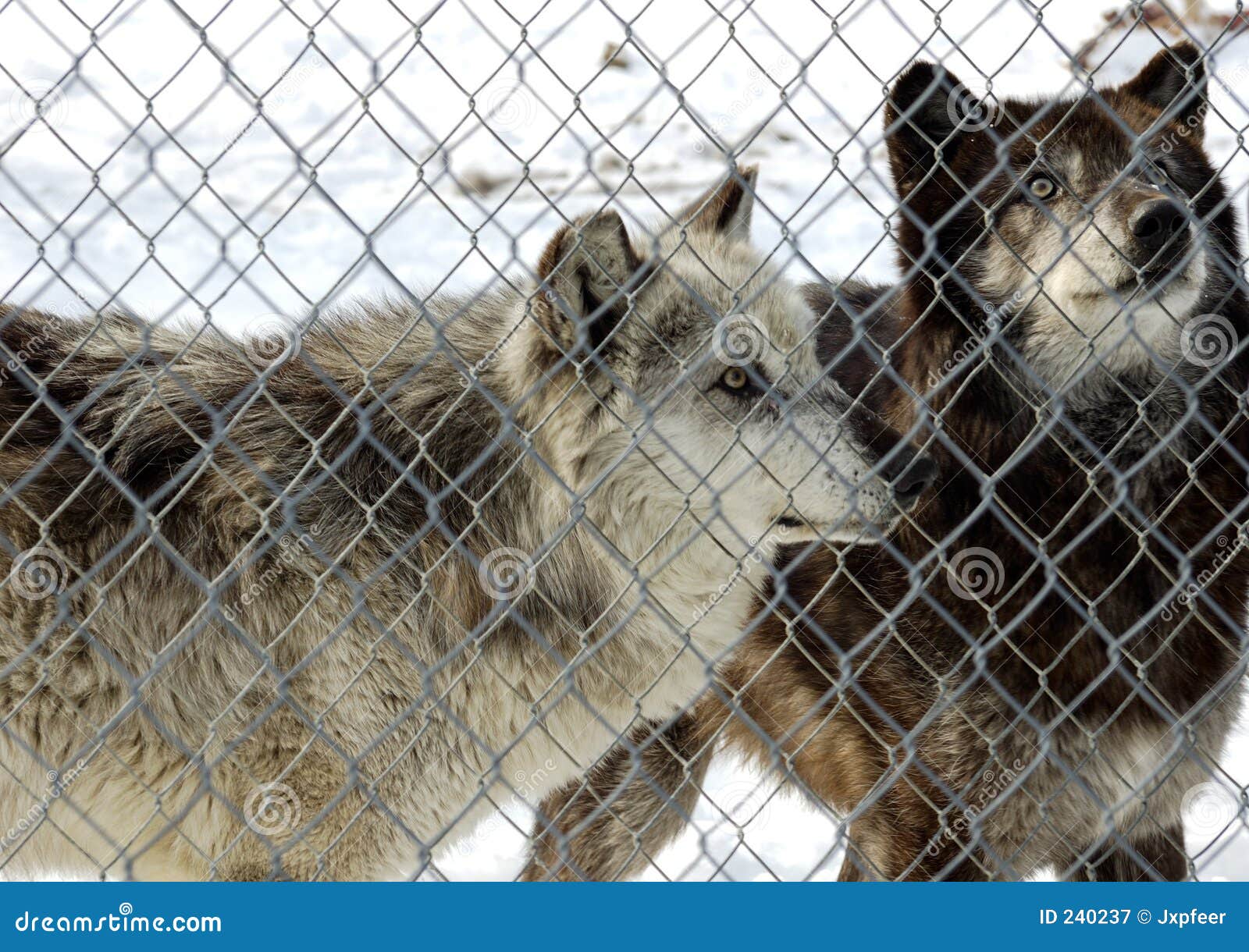 Captive Wolves Picture. Image: 240237