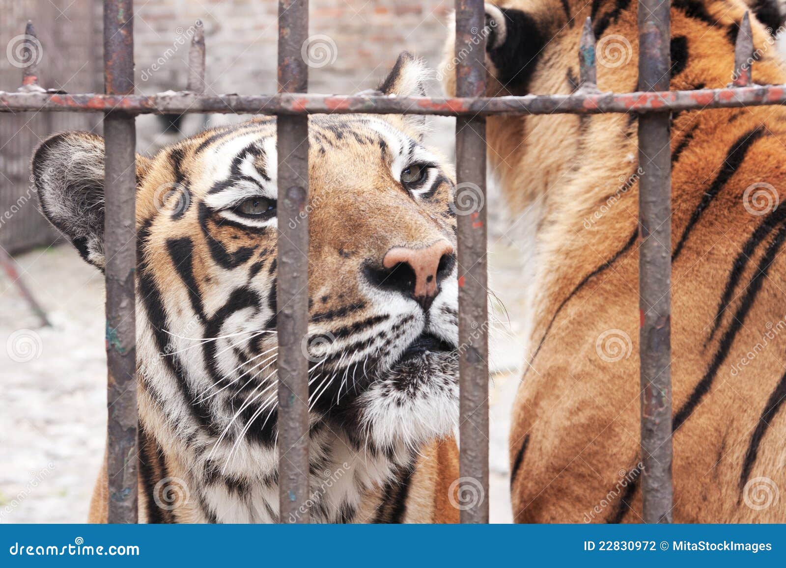 Captivity animal stock photo. Image of cage, predator - 22830972