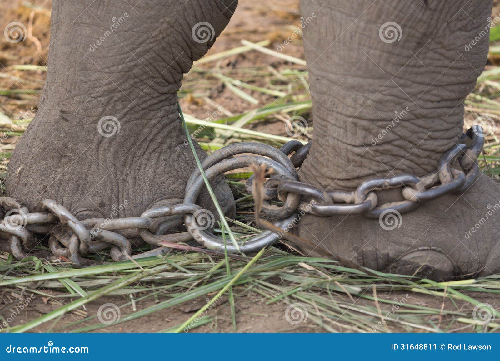Captivity; Elephant Chained Stock Image - Image of skin, nepal: 31648811
