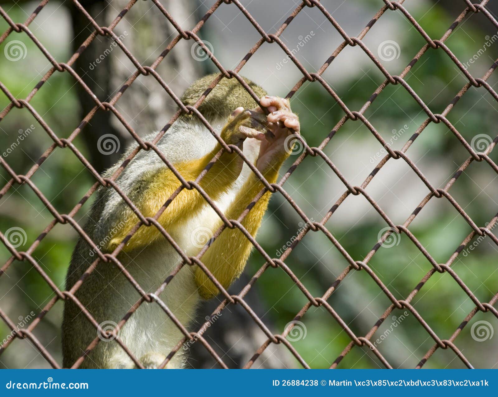 Captivity monkey stock photo. Image of mind, cage, tests - 26884238