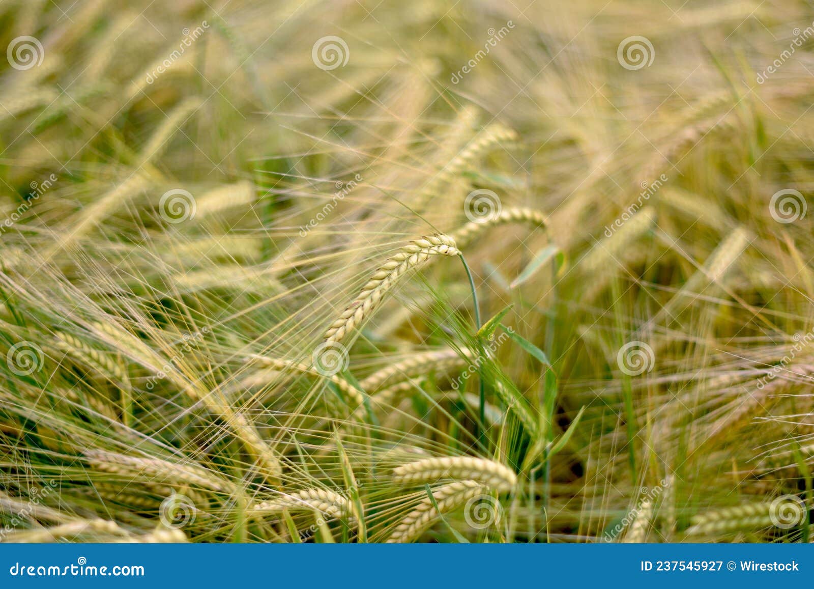 Captura Aproximada De Centeio Que Cresce Num Campo Imagem de Stock ...